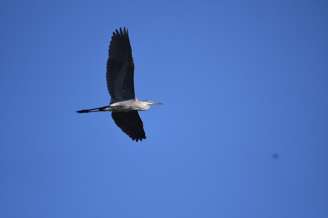 Become a Friend of Minsi Lake – NCJCS